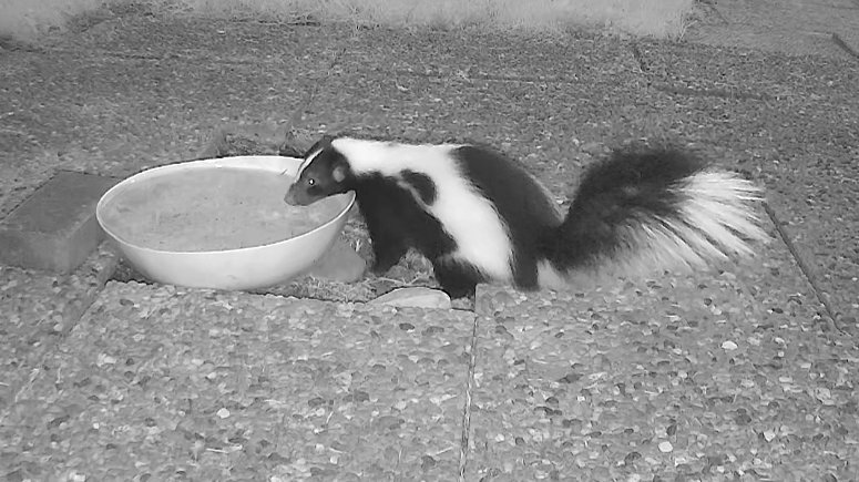 Solve That New Skunk jigsaw puzzle online with 15 pieces