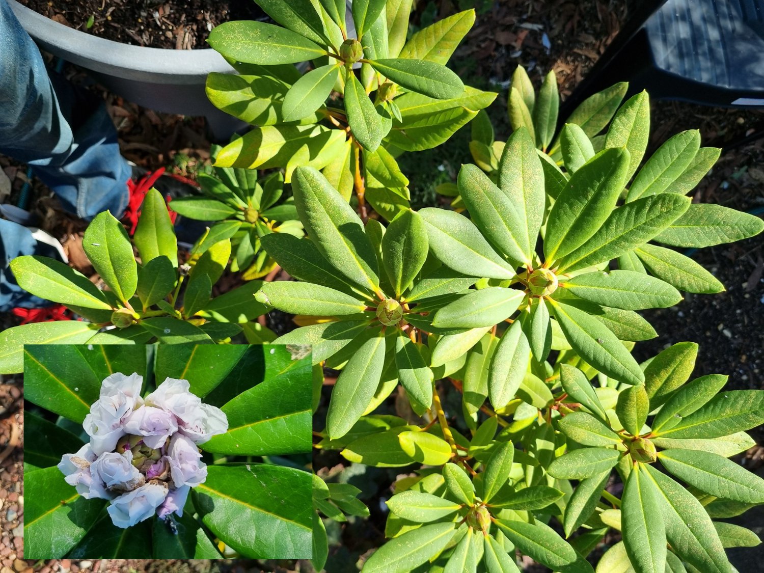 Solve Crazy Vs Normal jigsaw puzzle online with 30 pieces