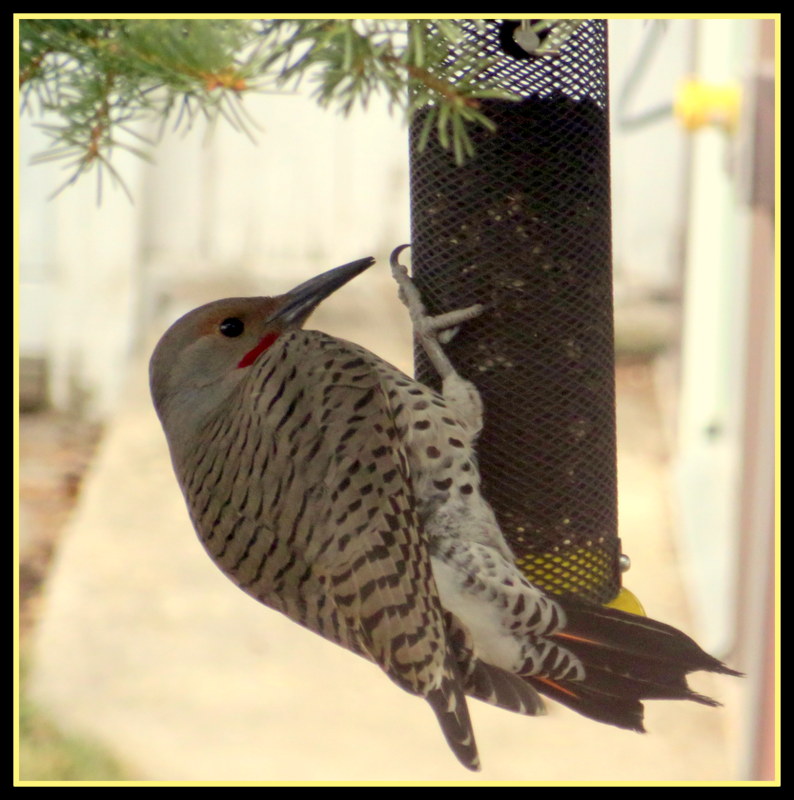 Solve Flicker at feeder jigsaw puzzle online with 49 pieces