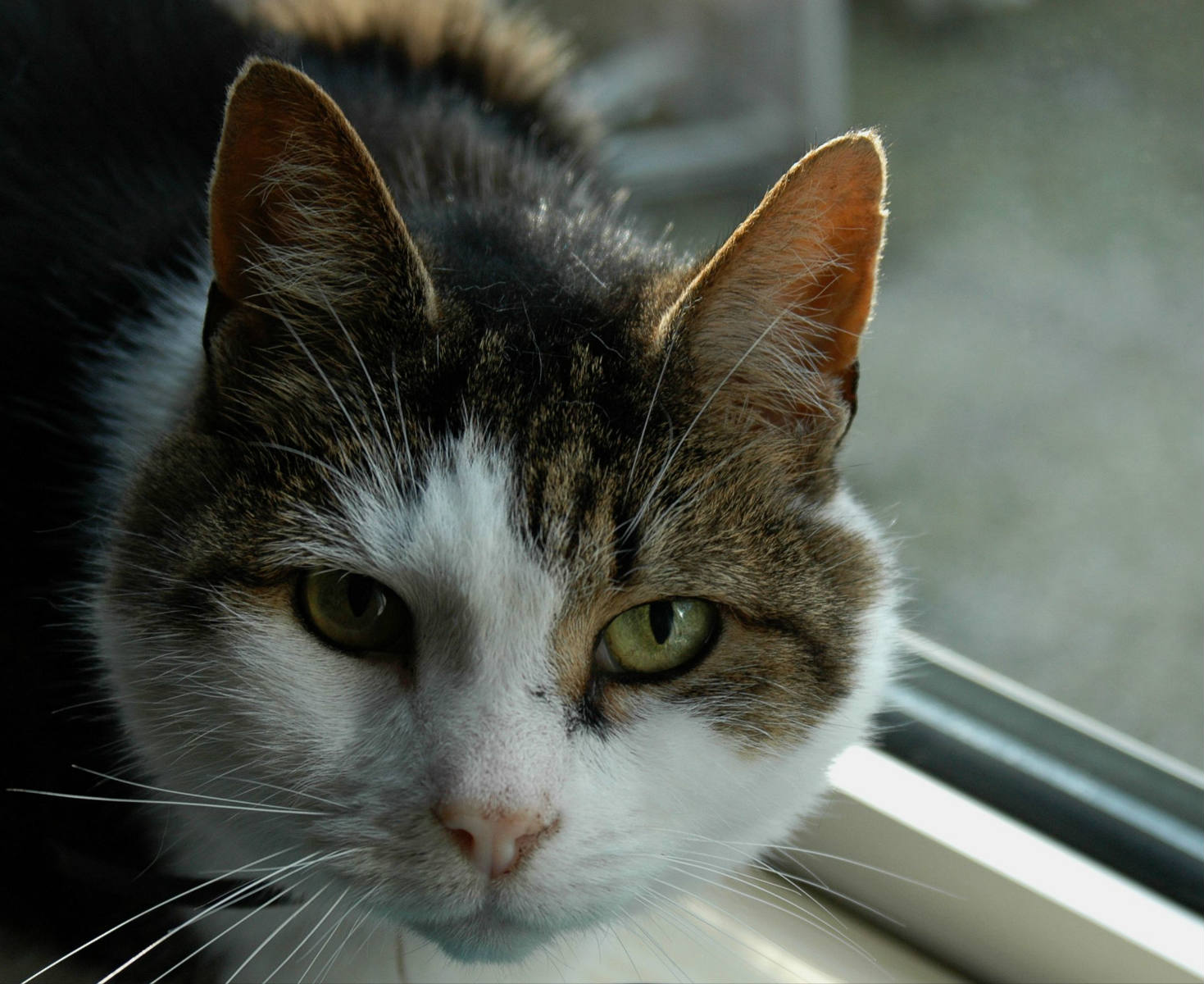 Jigsaw Puzzle | 304 pieces | RHO_PZV190 - Hello, it's me again, Paula ...