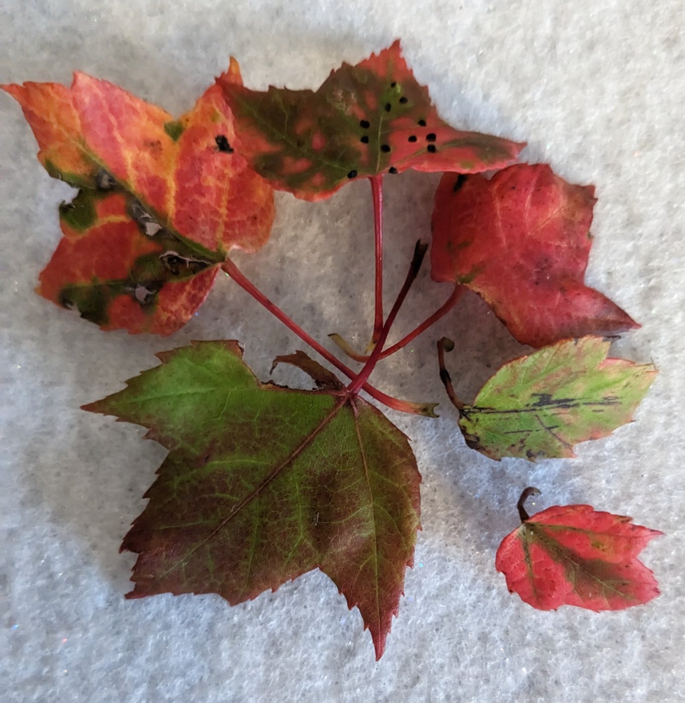 Solve Little Signs of Autumn jigsaw puzzle online with 49 pieces