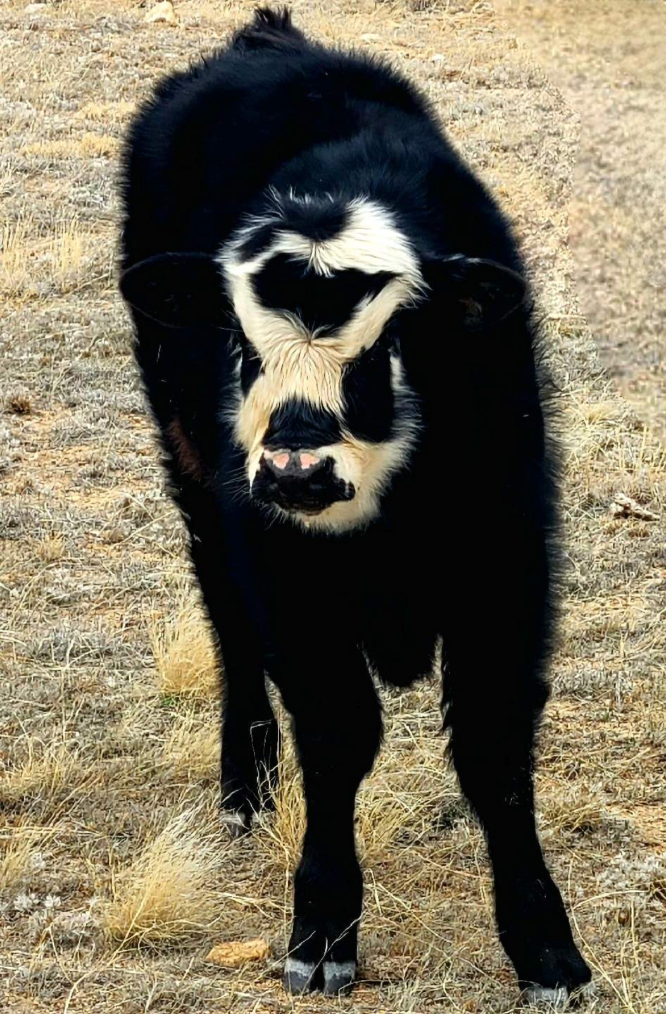 Solve Barrel #32 jigsaw puzzle online with 384 pieces