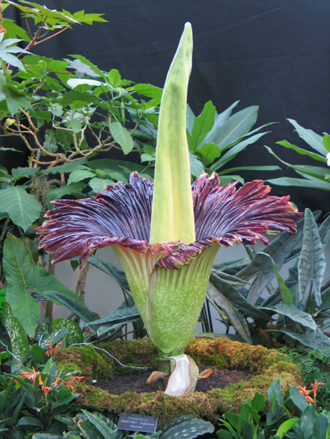 Solve Corpse Lily (Amorphophallus titanum) jigsaw puzzle online with 63 ...