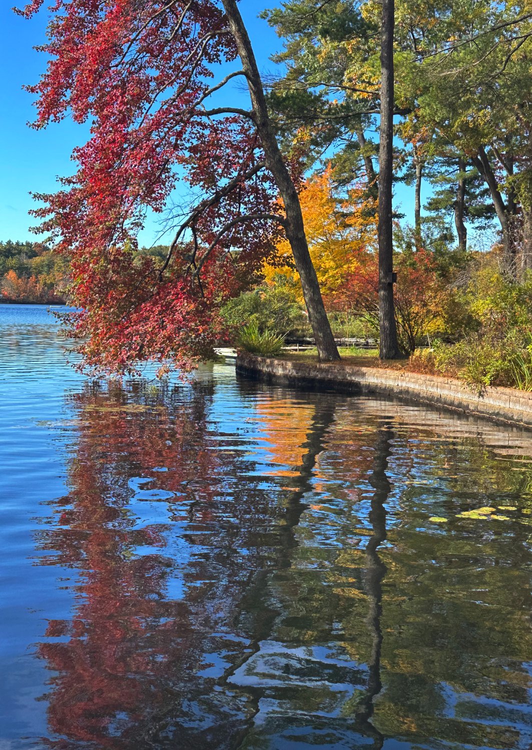 Solve The leaning maple back in October jigsaw puzzle online with 117 ...