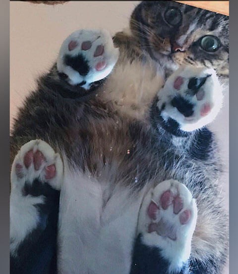 Jigsaw Puzzle | Toe beans! | 20 pieces | Jigidi