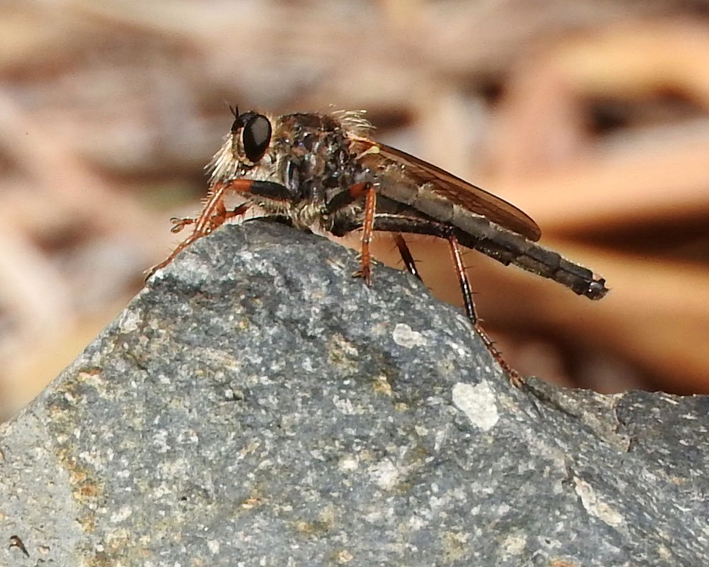 Solve Robber Fly, Palomar College, San Marcos, California jigsaw puzzle ...