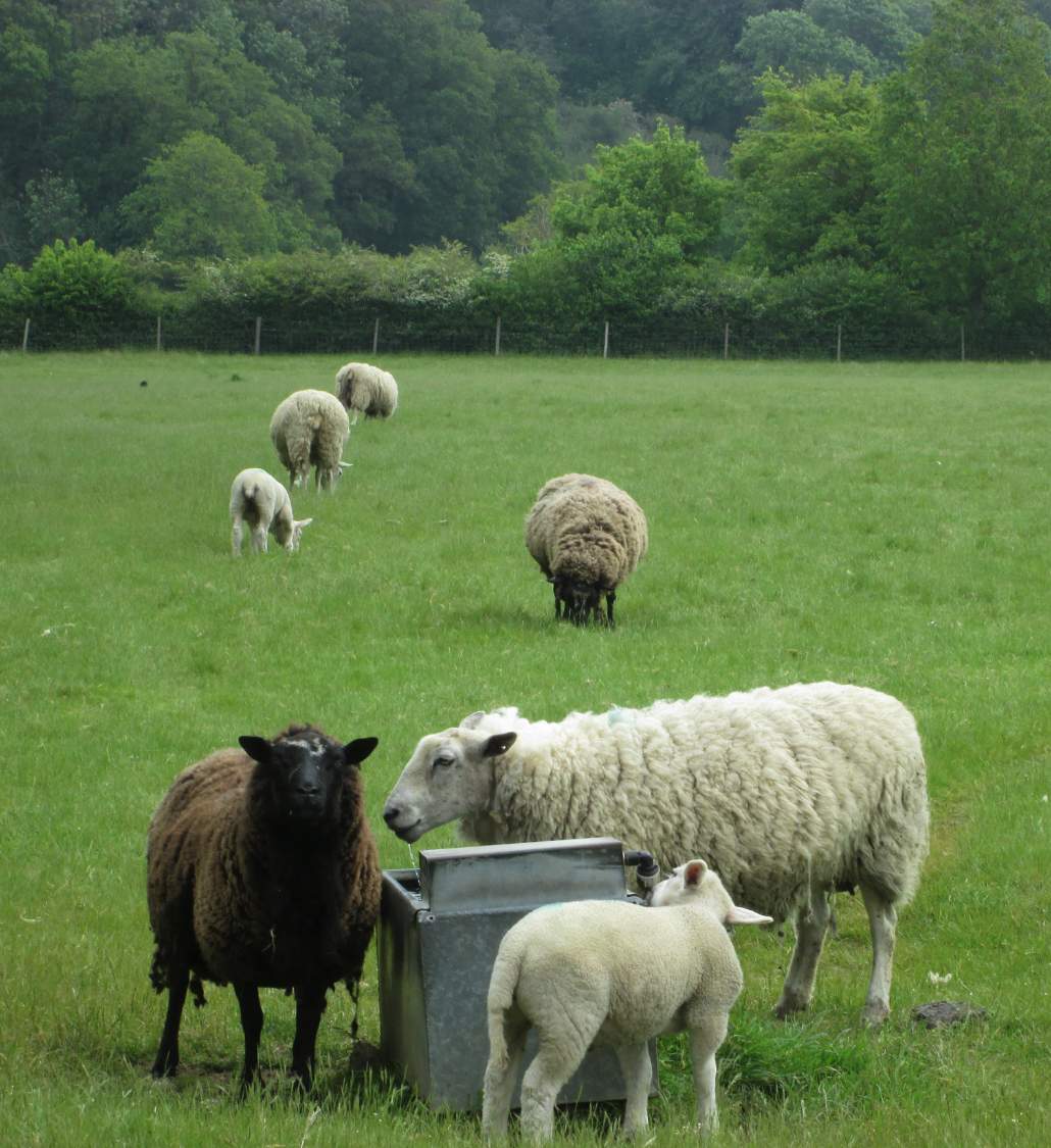 Solve Sheep and lambs jigsaw puzzle online with 72 pieces