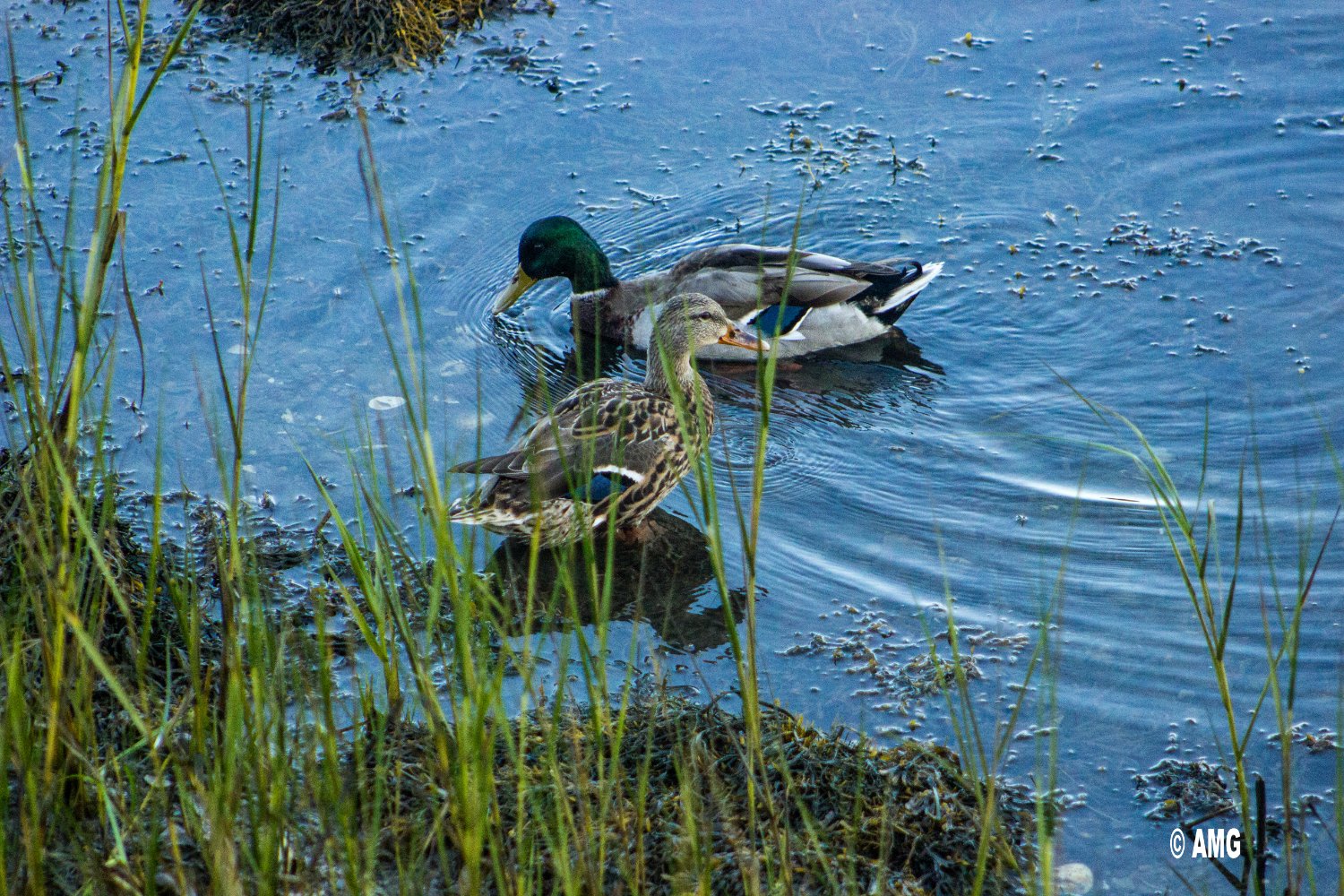 Solve Mr. & Mrs. Mallard jigsaw puzzle online with 12 pieces