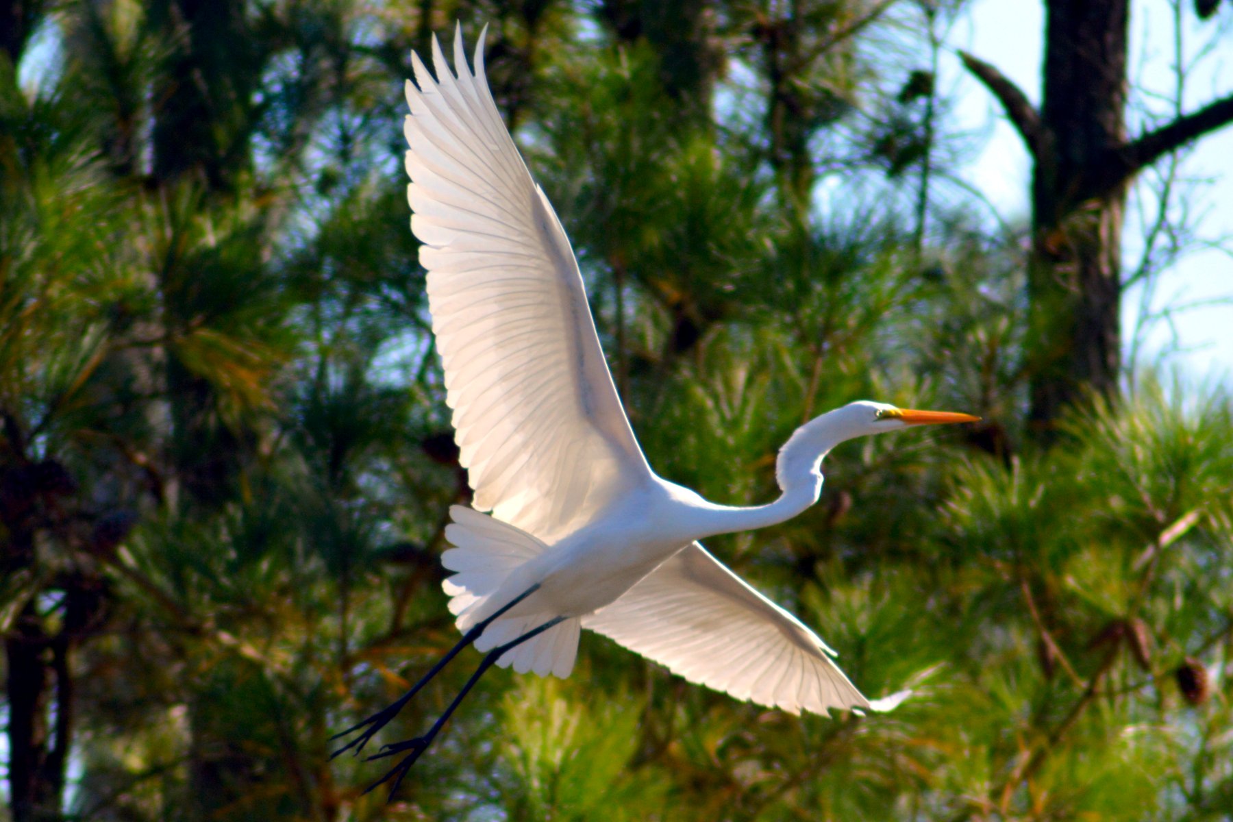 Solve Egret jigsaw puzzle online with 117 pieces