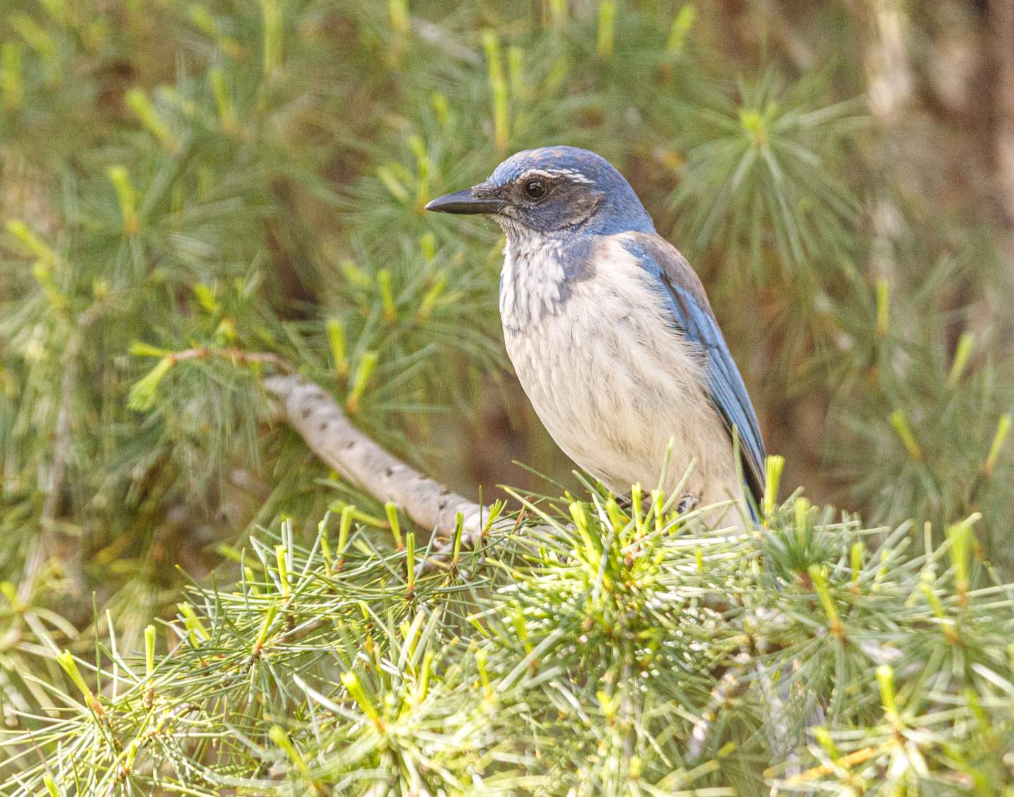 Solve SCRUB JAY jigsaw puzzle online with 80 pieces