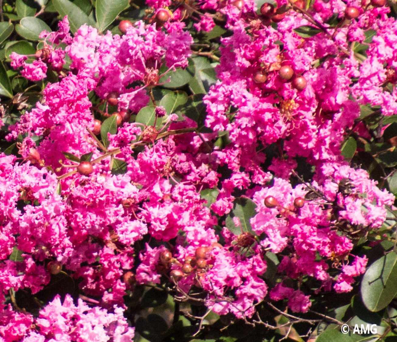 Solve Crape Myrtle Closer jigsaw puzzle online with 9 pieces