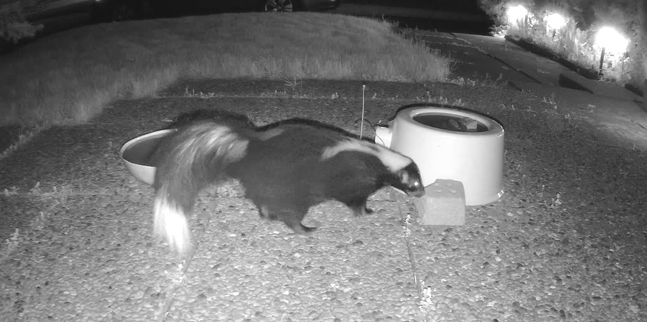 Solve Twitch the Skunk jigsaw puzzle online with 18 pieces