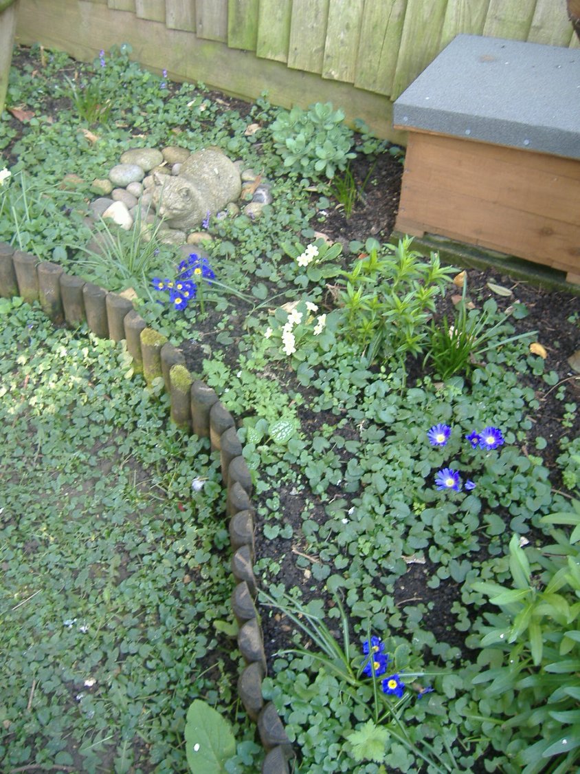 Solve Seasonal Nature - Spring - Garden 2026 - Primroses Purple ...