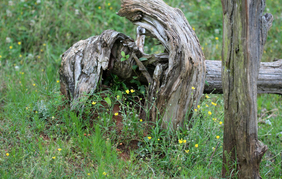 Solve Tree root. jigsaw puzzle online with 15 pieces