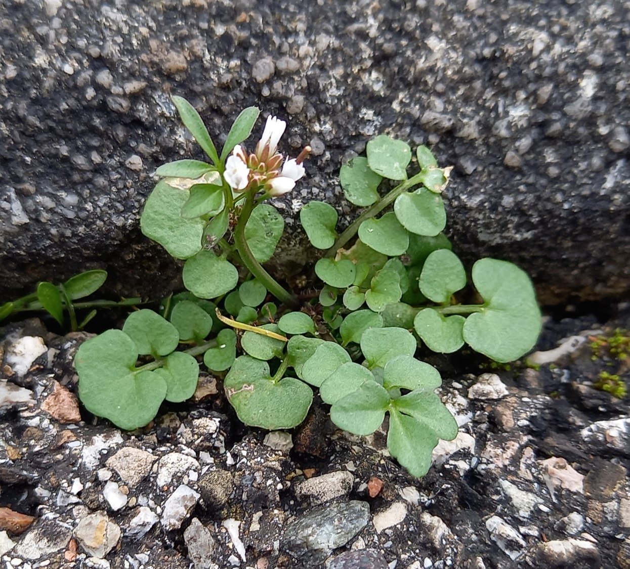 Solve Urban Biodiversity jigsaw puzzle online with 30 pieces