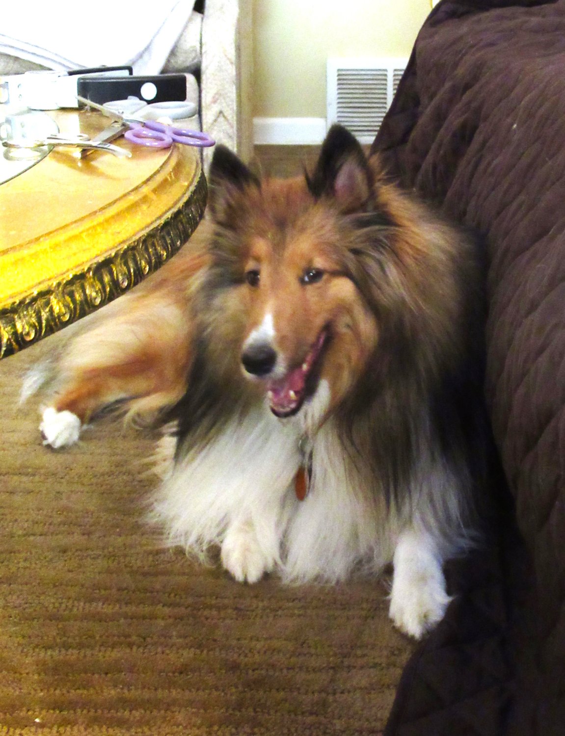Solve Chase is a happy Sheltie with a big smile! jigsaw puzzle online ...
