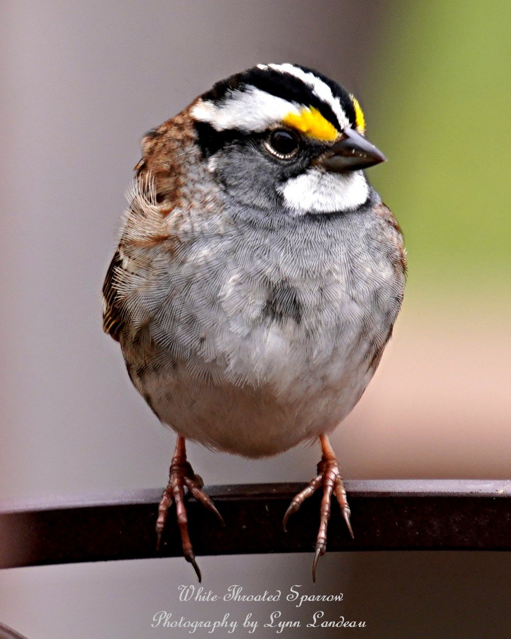 Solve White-Throated Sparrow. jigsaw puzzle online with 252 pieces