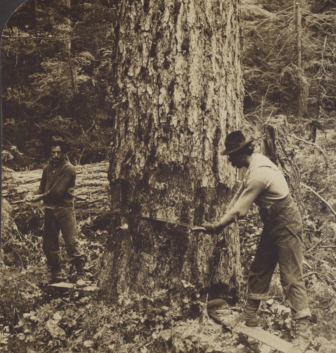 Solve The First Cut - Felling a big Oregon Pine, Cascade Mountains ...