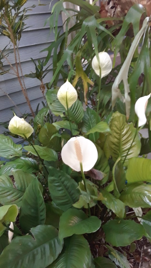 Solve One of my 3 Calla Lilies (Peace Lily, Spathe Lily) is very happy ...