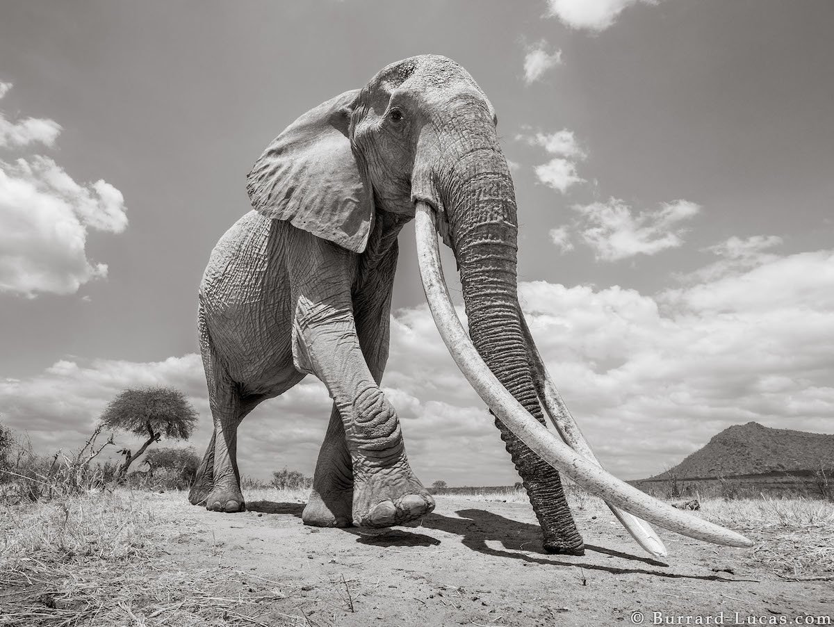 Solve Elephant jigsaw puzzle online with 63 pieces