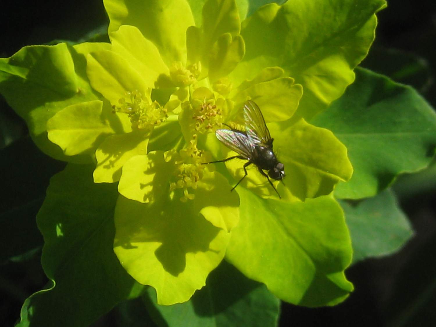 Solve Shoe Fly jigsaw puzzle online with 99 pieces