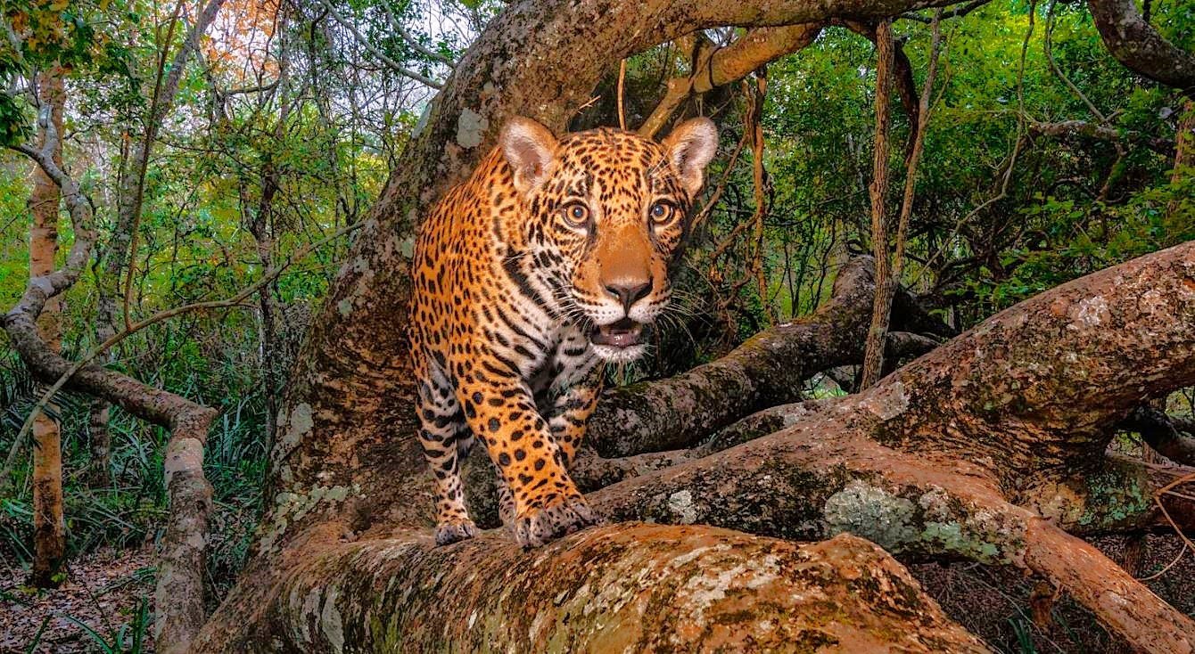 Solve Jaguar jigsaw puzzle online with 50 pieces