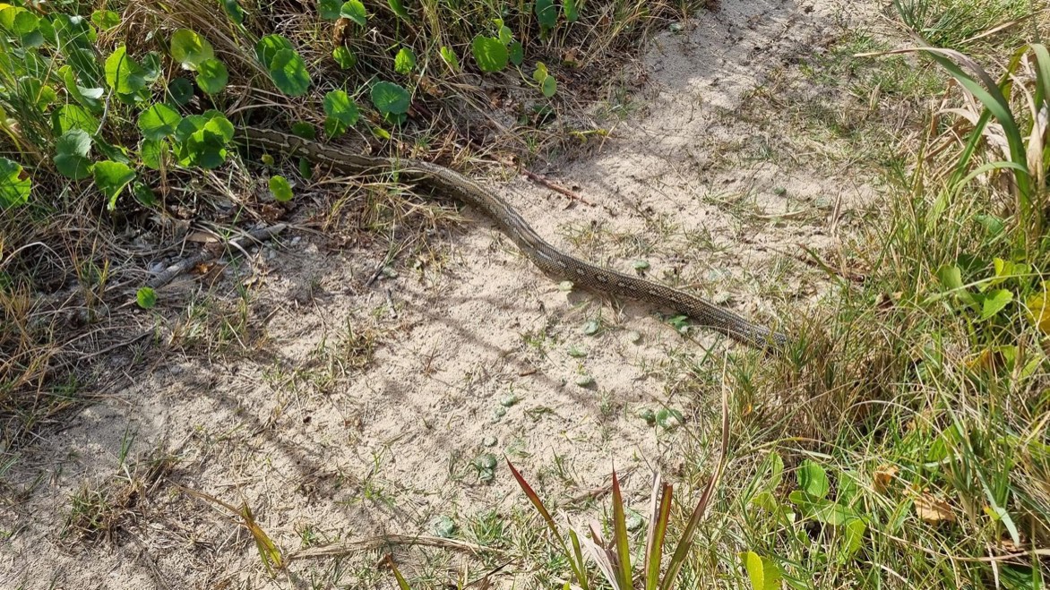 Solve Wiggly stick named Sid 🐍 jigsaw puzzle online with 15 pieces