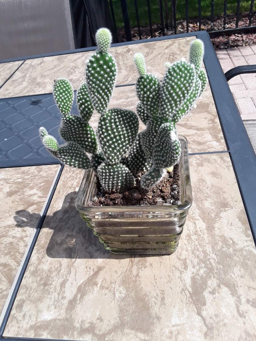 Solve This cactus is called Bunny Ears I always called it Mickey Mouse ...