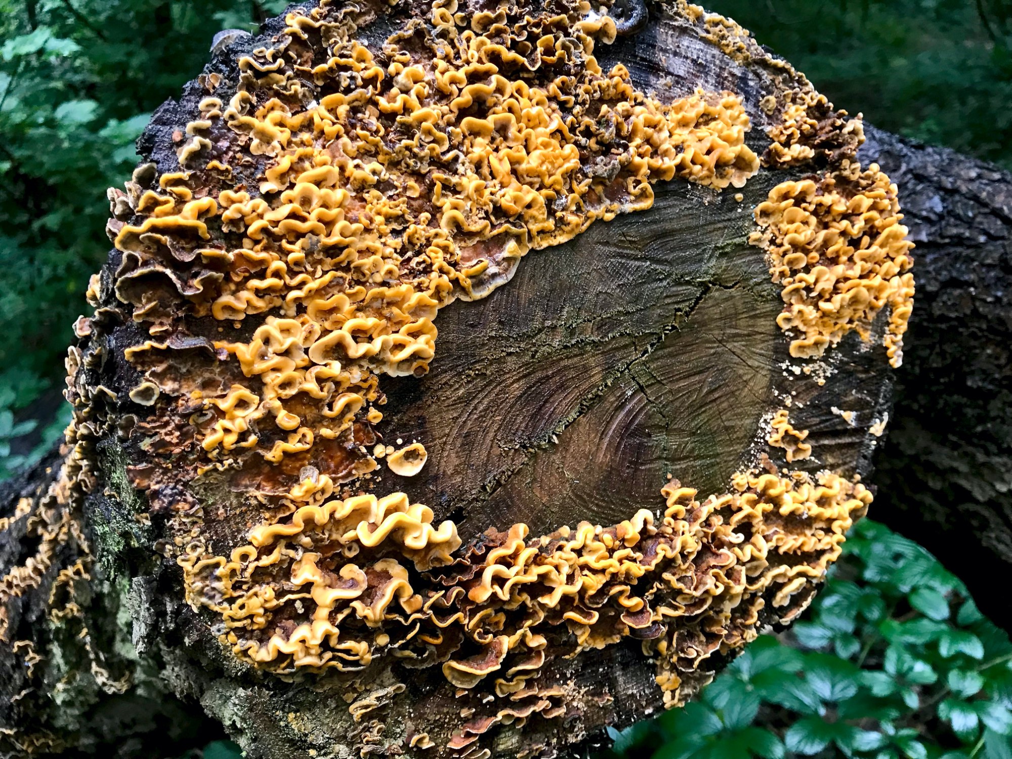 Solve Frilly Fungus Taking Over Fallen Log jigsaw puzzle online with 99 ...