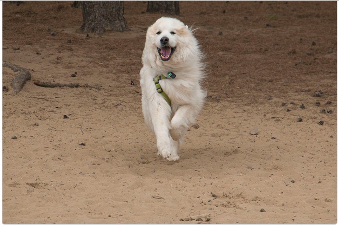 Solve One Happy Great Pyrenees! jigsaw puzzle online with 15 pieces