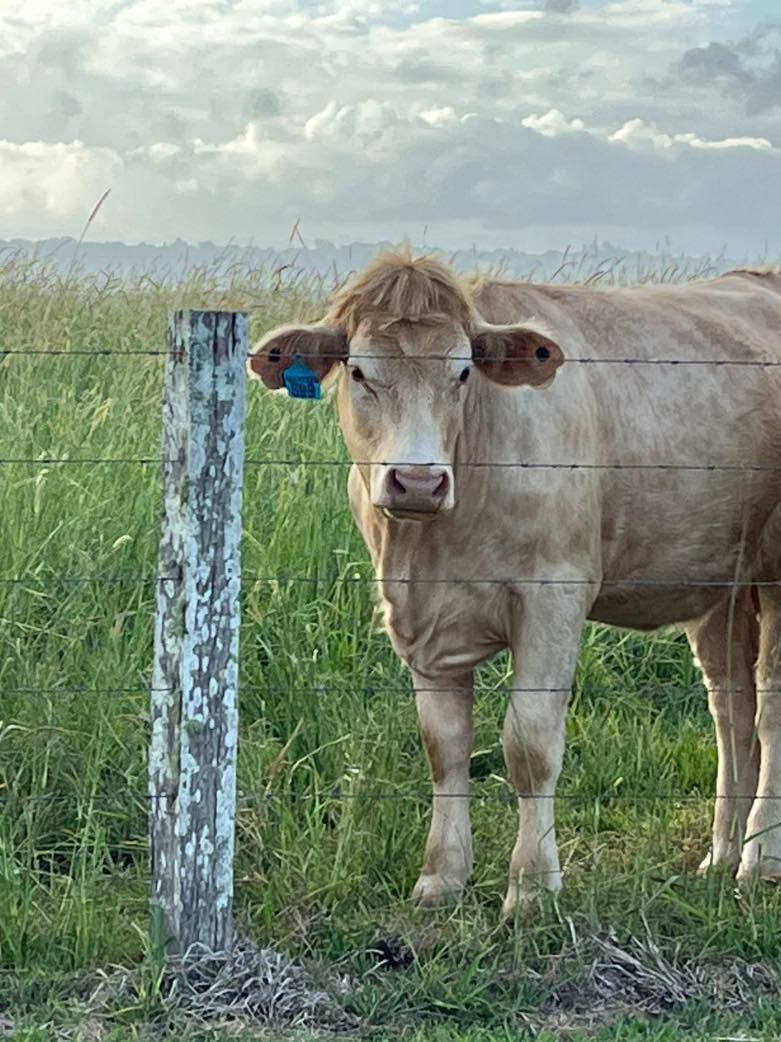 Solve Australian steer? Or heifer? jigsaw puzzle online with 20 pieces