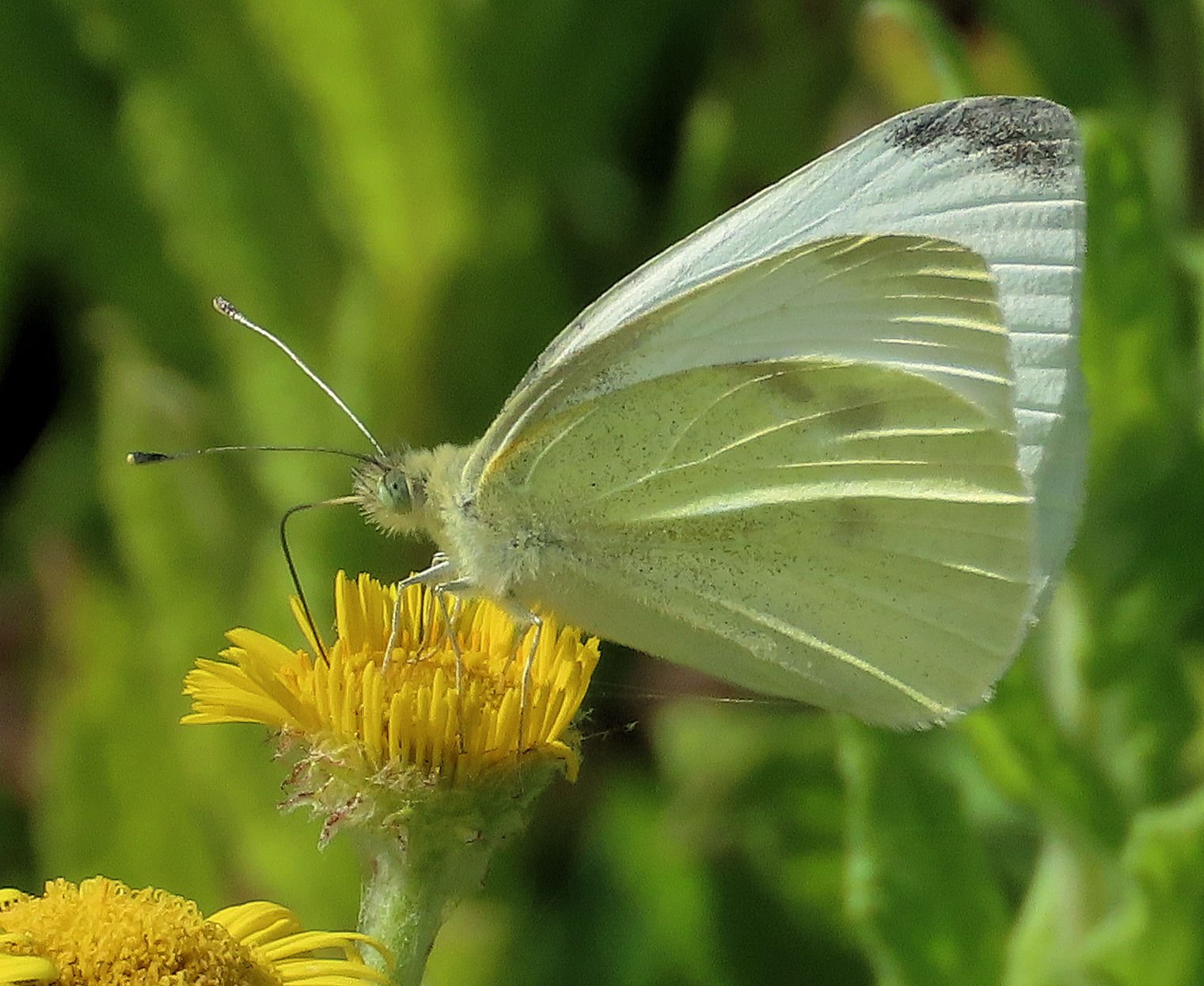 Solve small cabbage white (klein koolwitje) jigsaw puzzle online with ...