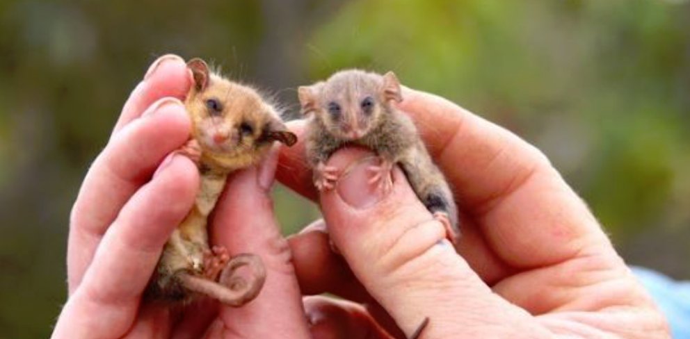 Solve For Raul and other possum fans: The world's smallest possum ...