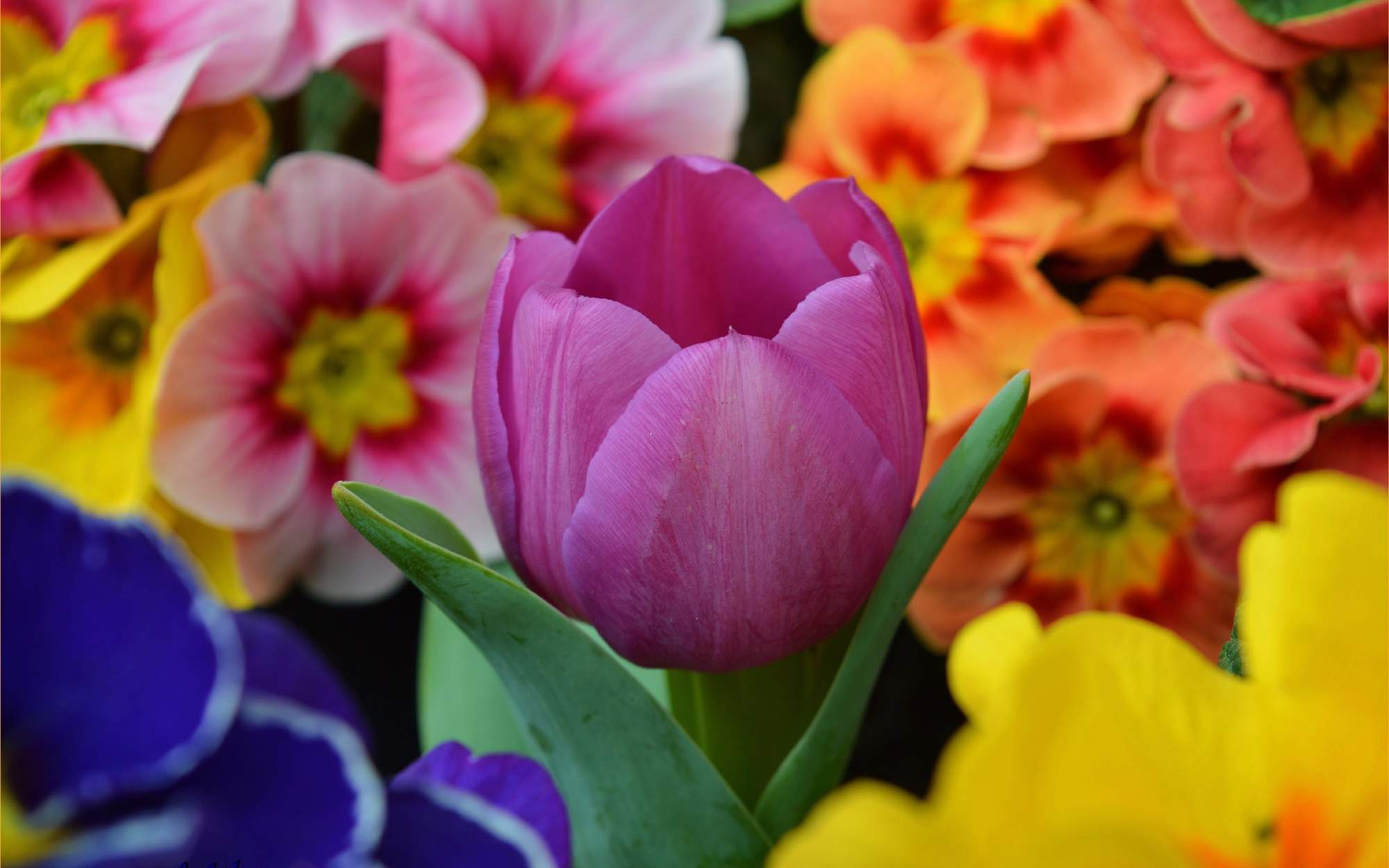 Solve flowers jigsaw puzzle online with 416 pieces
