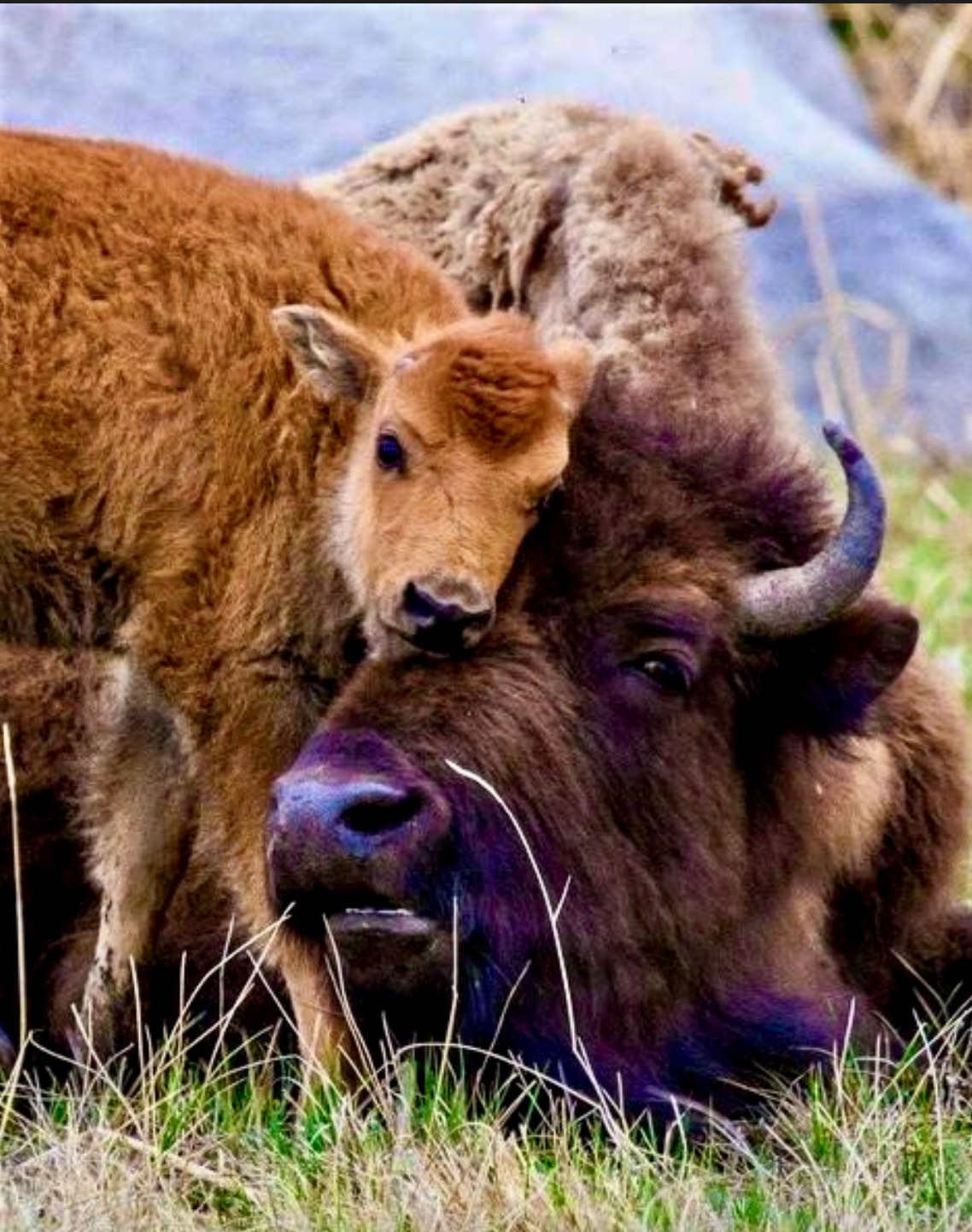 Solve 🦬 🦬 Bison Facts 🦬🦬 jigsaw puzzle online with 80 pieces