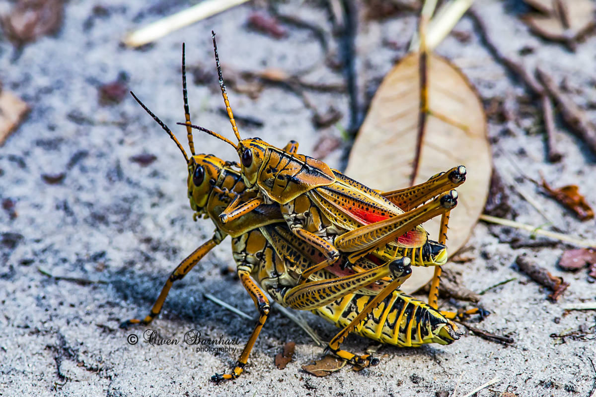 Solve Mating Eastern Lubber Grasshoppers ... Life Goes On jigsaw puzzle ...