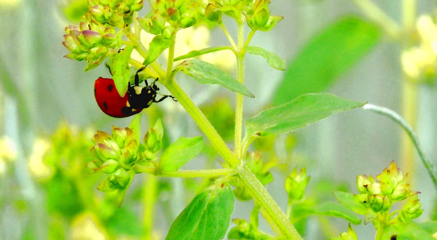 Solve Beruška - Ladybug jigsaw puzzle online with 15 pieces