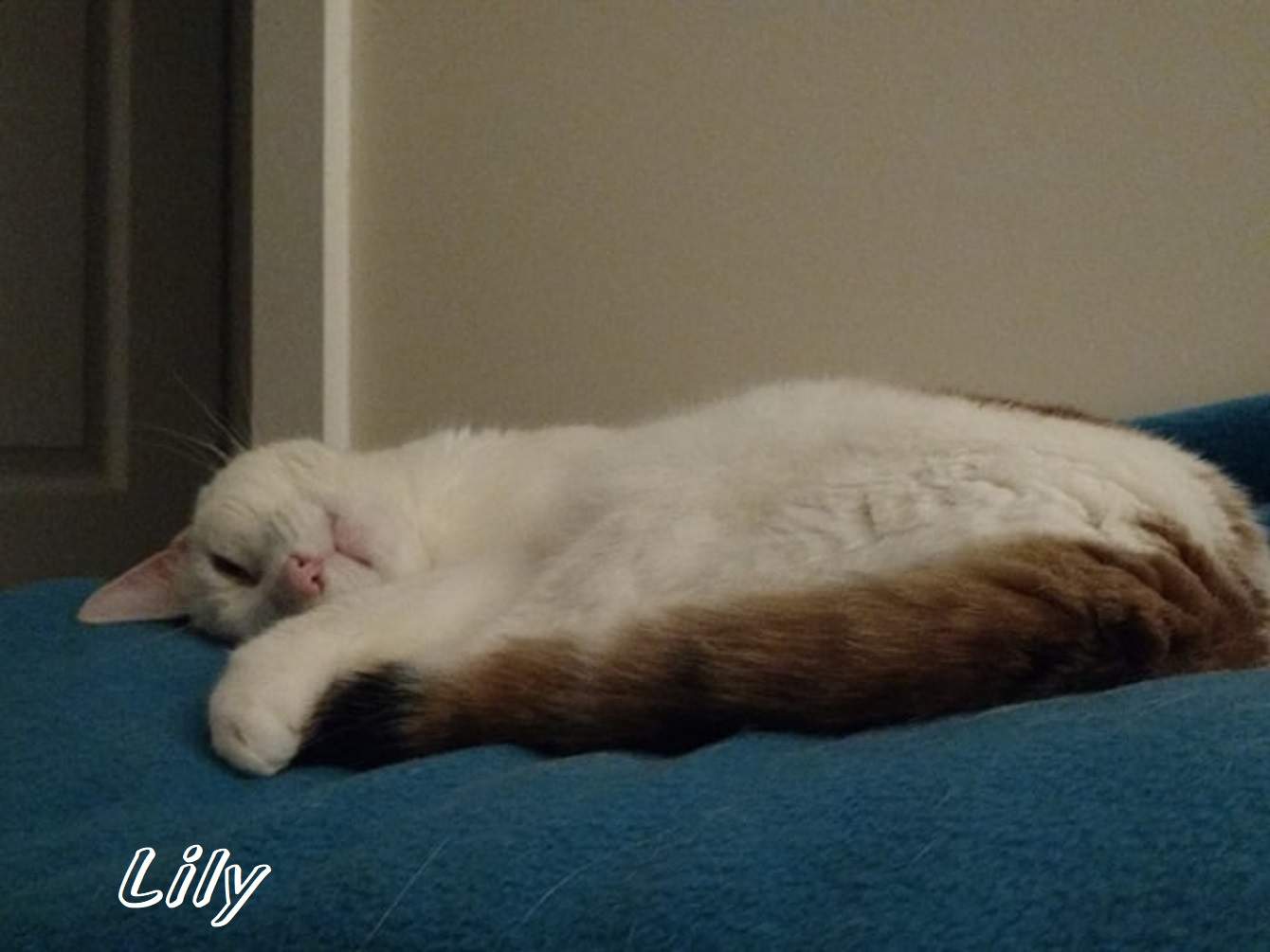 Solve Lily 0164 - a tired, flopped cat jigsaw puzzle online with 99 pieces