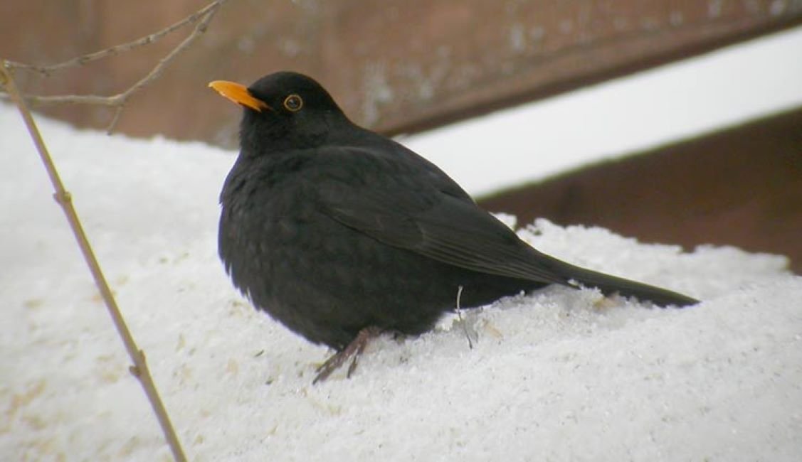 Solve image001 November Mustarastas/ Turdus merula jigsaw puzzle online ...