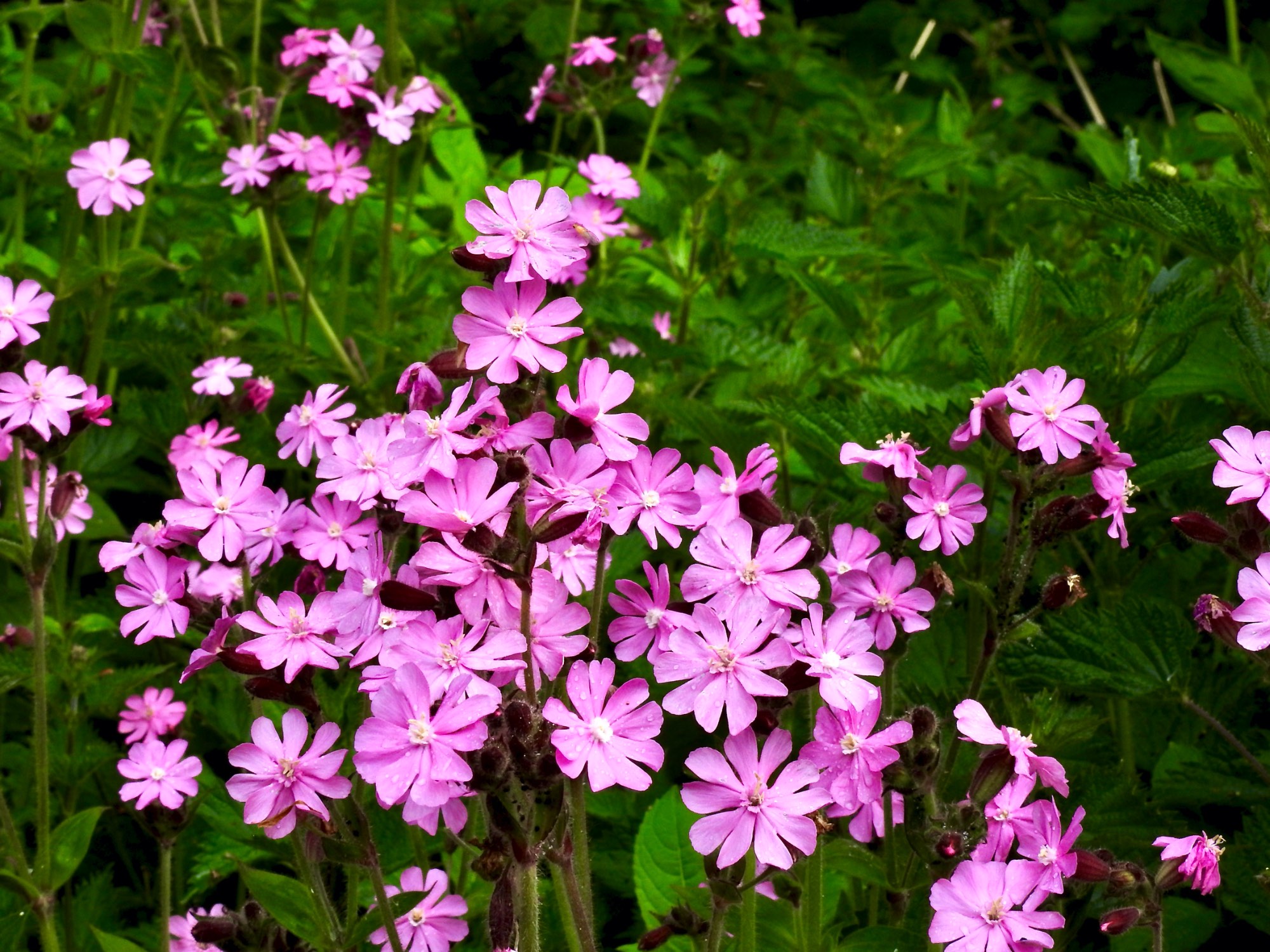 Solve Red Campion jigsaw puzzle online with 99 pieces