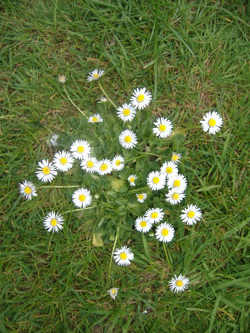 Solve Seasonal Nature - Spring - Garden 2026 - Daisies in the Lawn ...