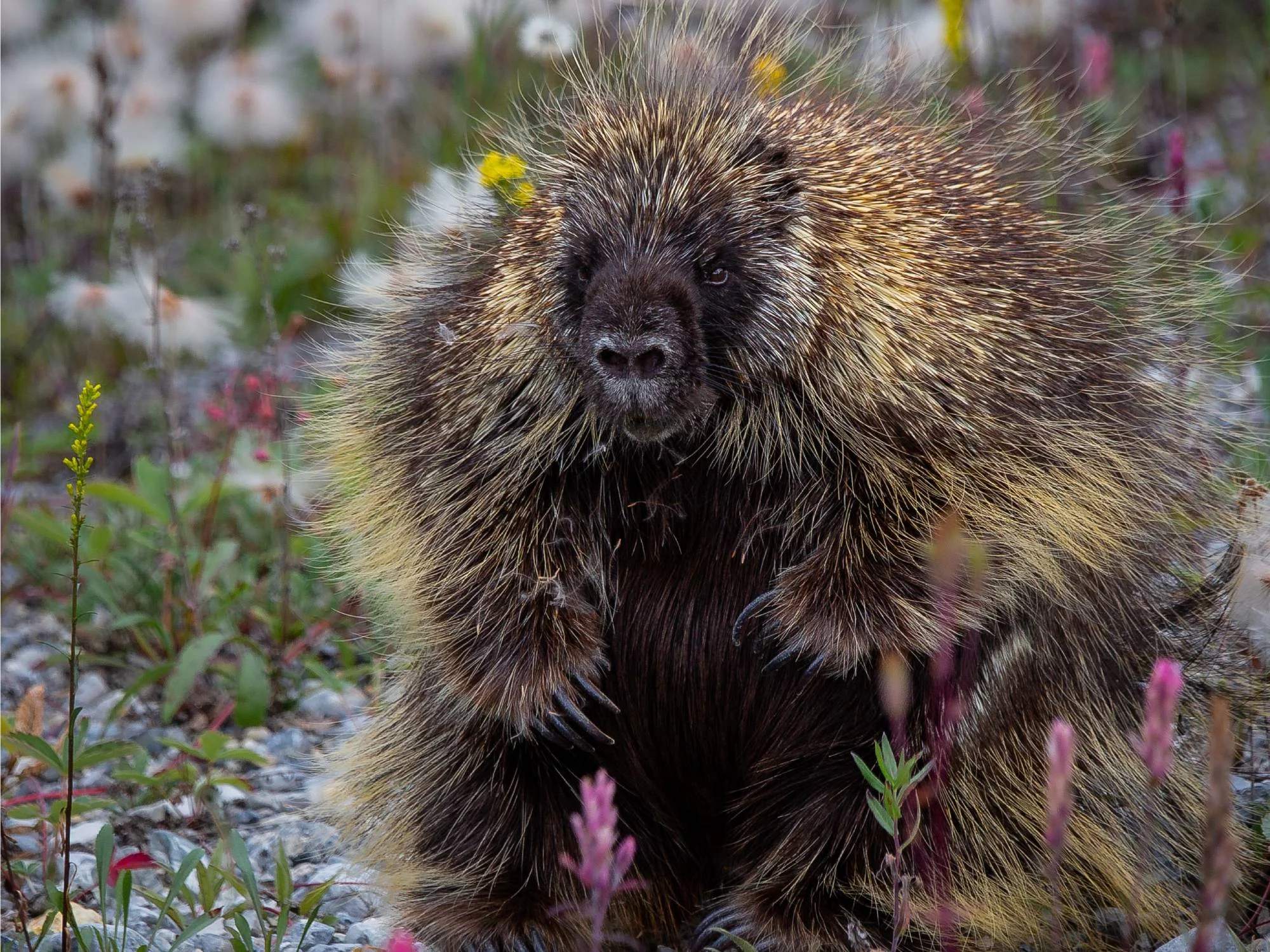 Solve How to Not Get Pricked by a North American PorcuPine jigsaw ...