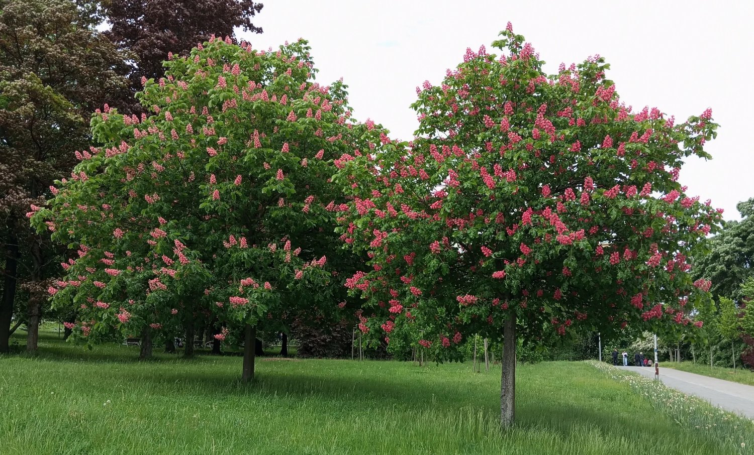 Solve 5.5.2025 - Jírovec pleťový (Aesculus x carnea) / Red horse ...