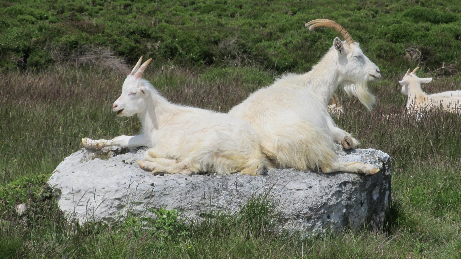 Solve Goats on the Great Orme jigsaw puzzle online with 153 pieces