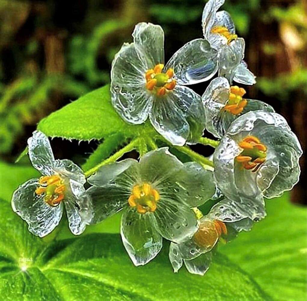 Solve The “skeleton flower” has white petals that turn translucent with ...