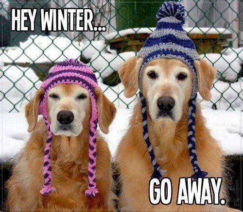 Solve Dogs Winter Go Away from Holidays FB jigsaw puzzle online with 56 ...