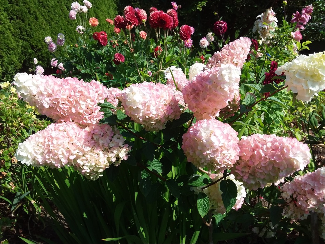 Solve Eleanor’s hydrangea jigsaw puzzle online with 35 pieces