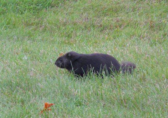 Solve black groundhog jigsaw puzzle online with 35 pieces