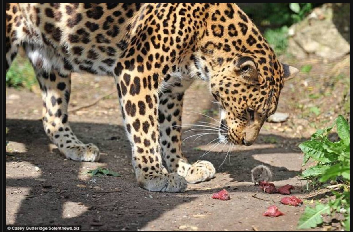 Solve Screenshot 2025-05-17 125319 jigsaw puzzle online with 15 pieces