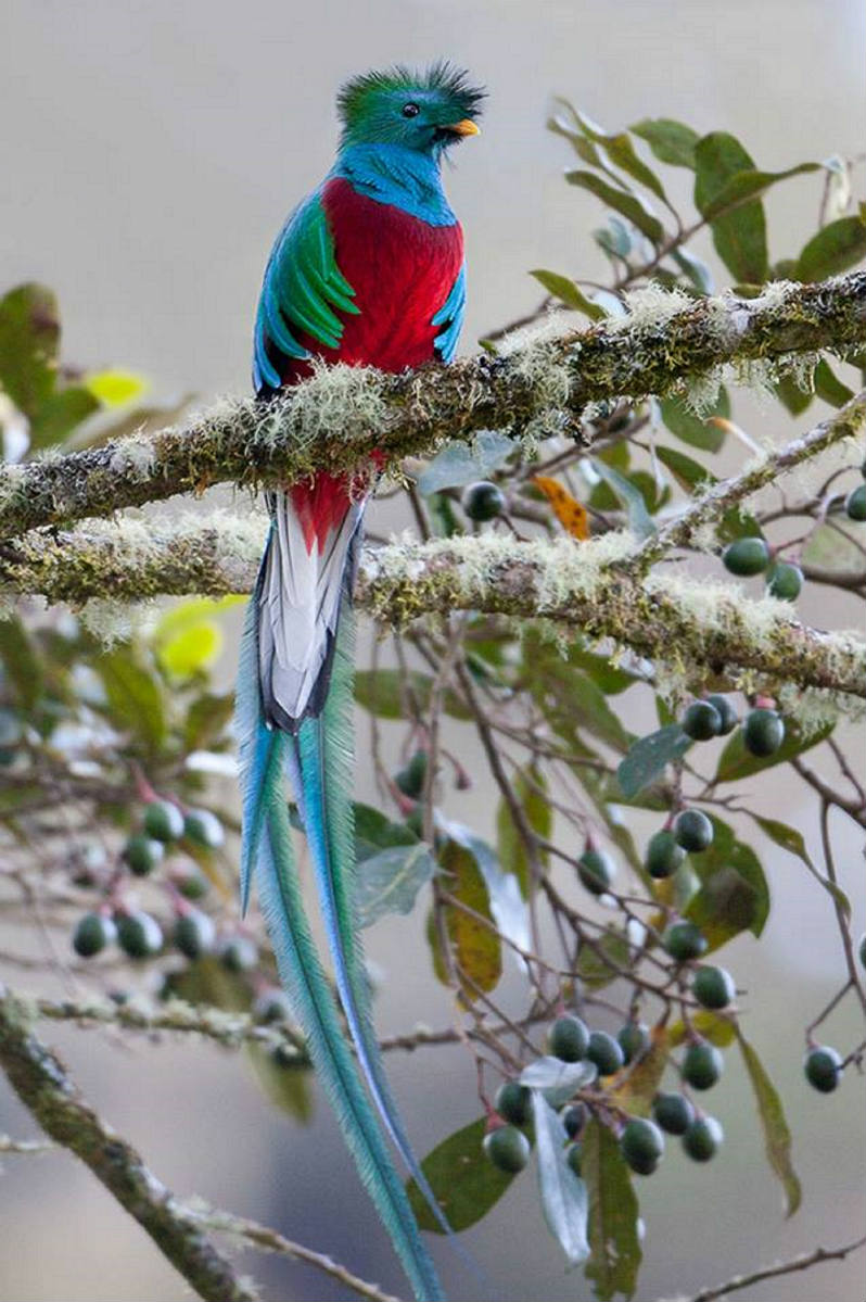 Solve Resplendent Quetzal (Pharomachrus mocinno) in Panama jigsaw ...
